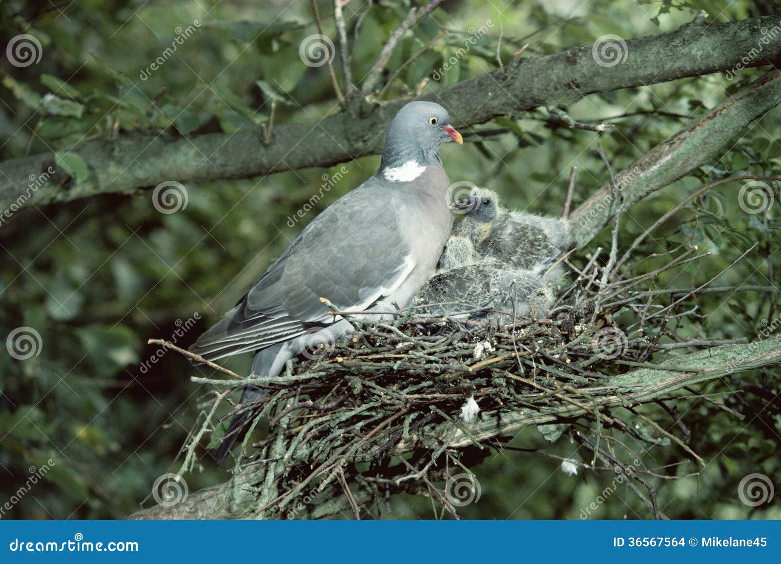 Pombo Torcaz, Palumbus Do Columba Foto de Stock - Imagem de britânica ...