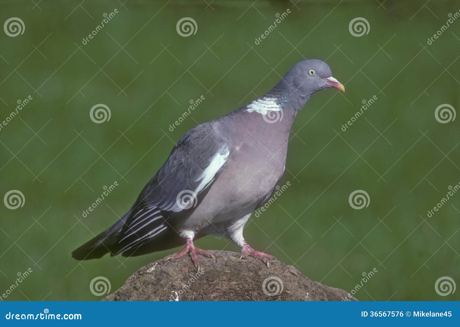 Pombo Torcaz, Palumbus Do Columba Foto de Stock - Imagem de britânica ...