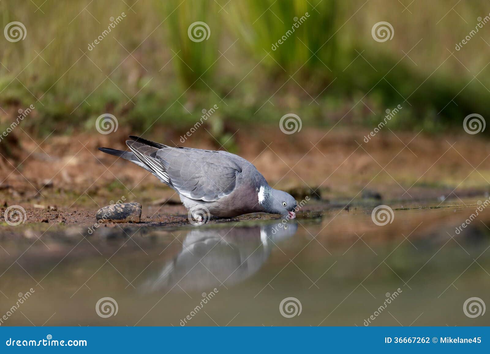 Pombo Torcaz; Palumbus Do Columba Foto de Stock - Imagem de nave ...