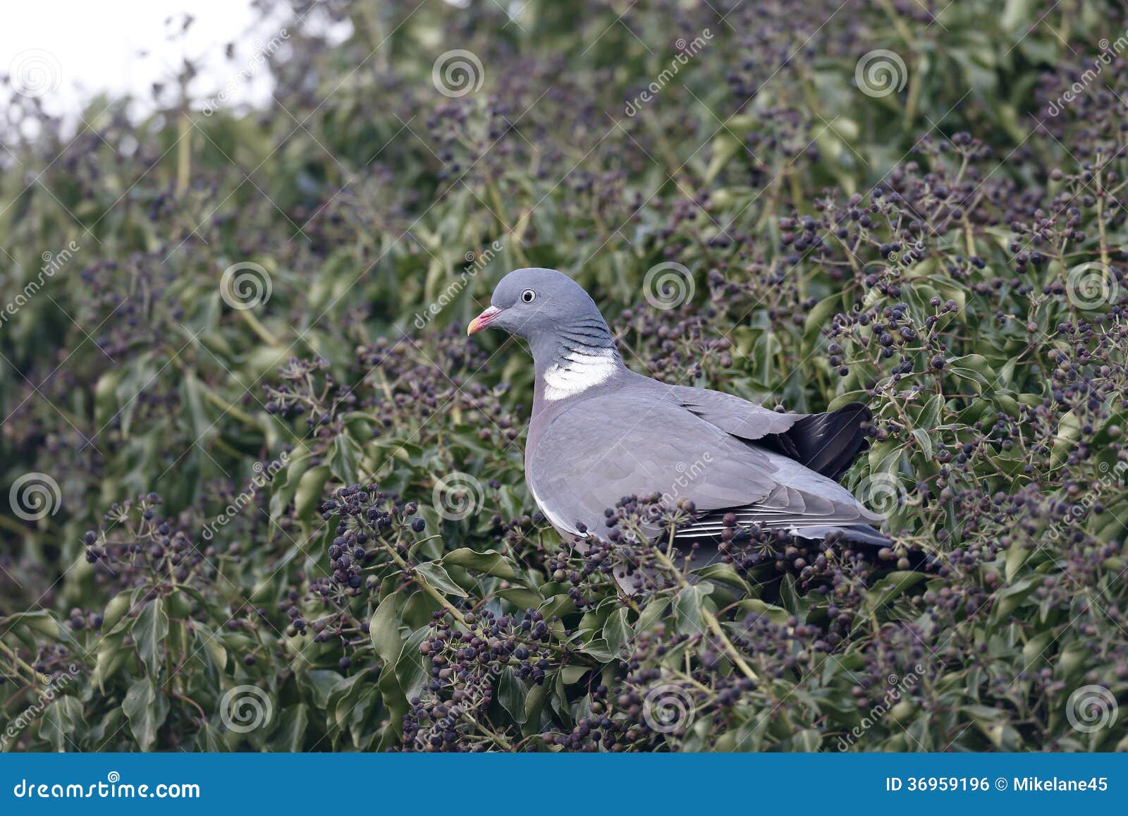 Pombo Torcaz, Palumbus Do Columba Foto de Stock - Imagem de animal ...