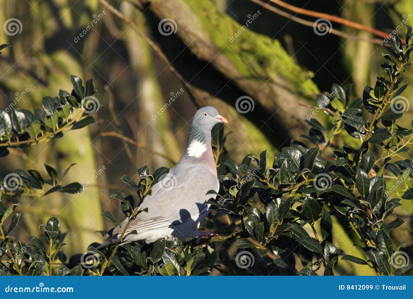 Pombo Torcaz (palumbus Do Columba) Imagem de Stock - Imagem de wildlife ...