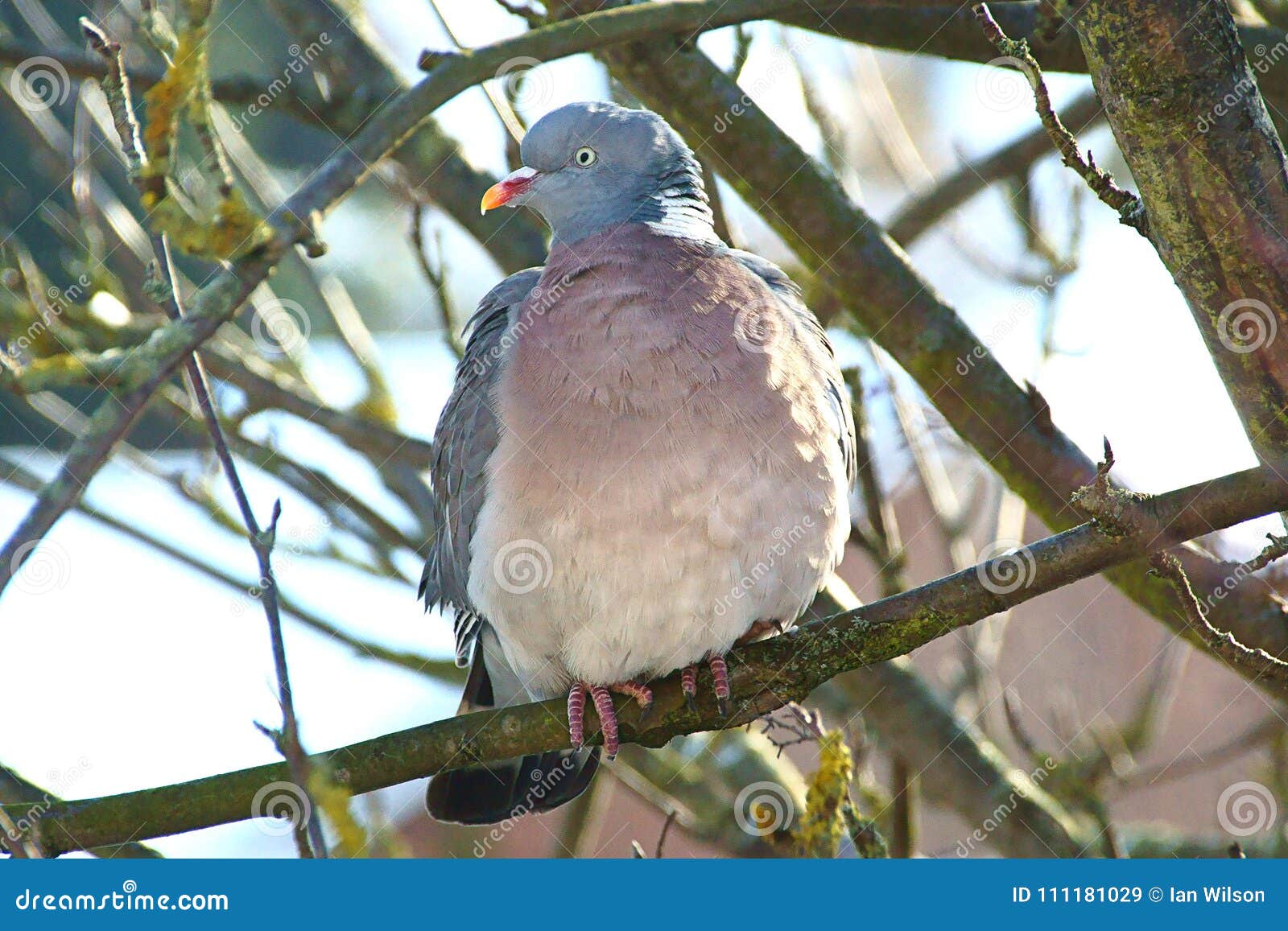 Pombo Torcaz Que Indica a Plumagem Imagem de Stock - Imagem de penas ...