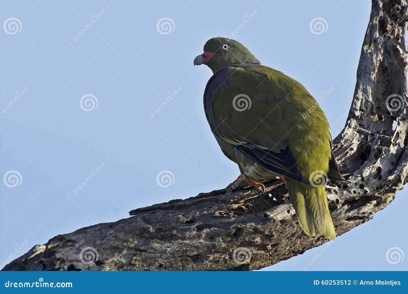 Pombo Verde Africano (calva De Treron) Foto de Stock - Imagem de pomba ...