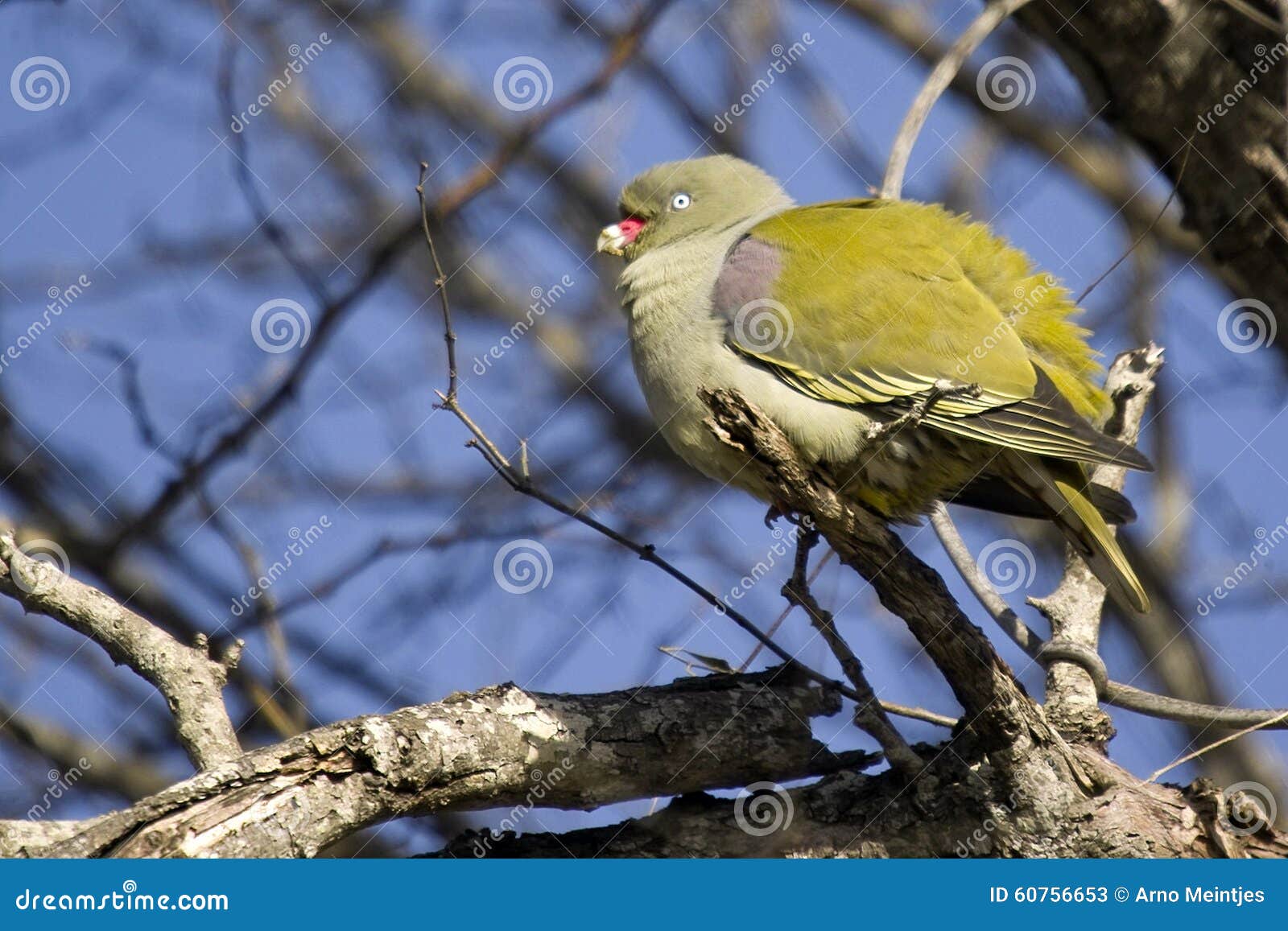 Pombo Verde Africano (calva De Treron) Imagem de Stock - Imagem de ...
