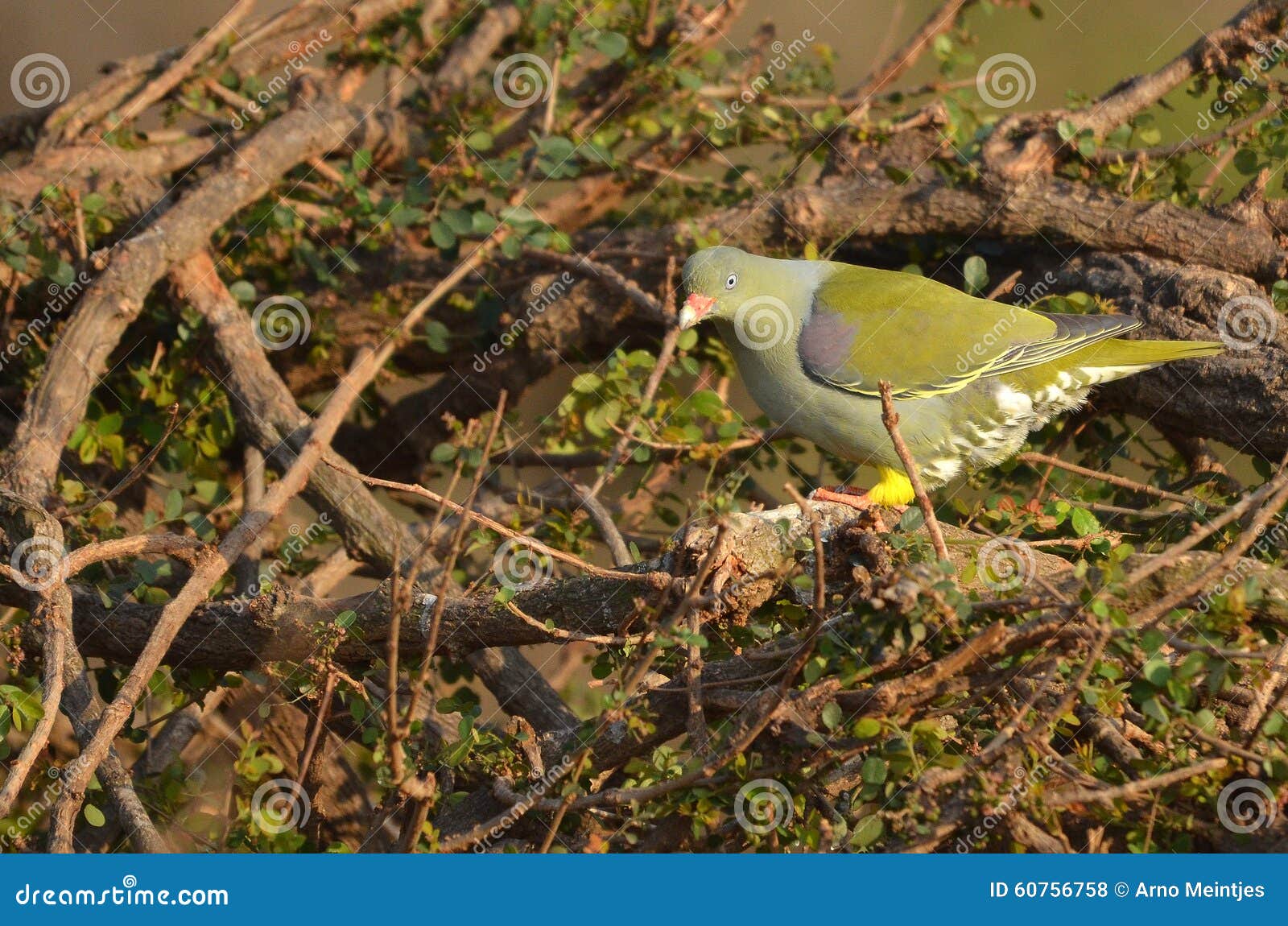 Pombo Verde Africano (calva De Treron) Foto de Stock - Imagem de maior ...