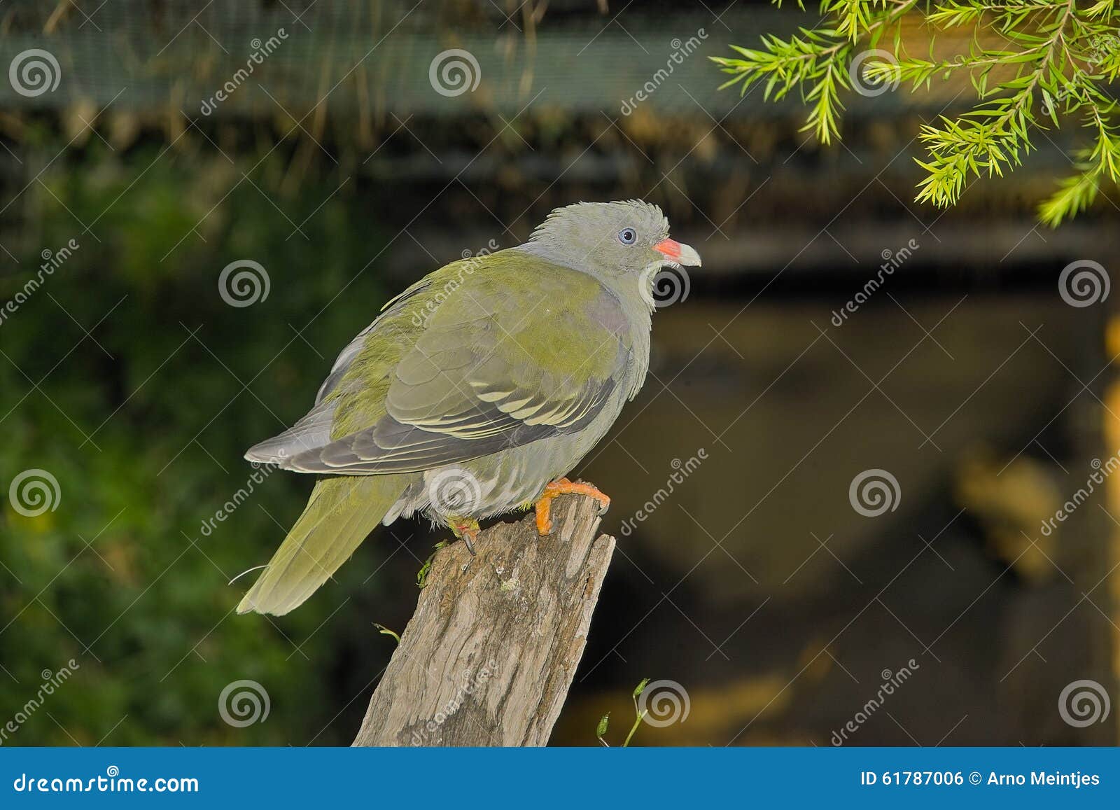 Pombo Verde Africano (calva De Treron) Foto de Stock - Imagem de ...