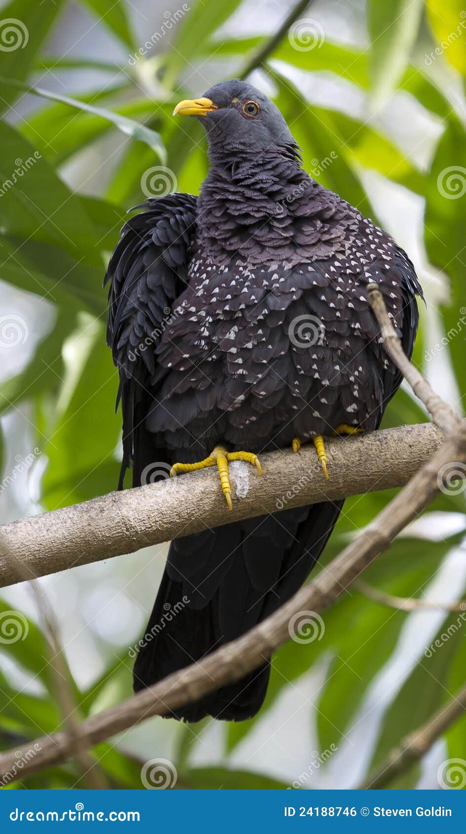 Pombo verde-oliva africano foto de stock. Imagem de africano - 24188746