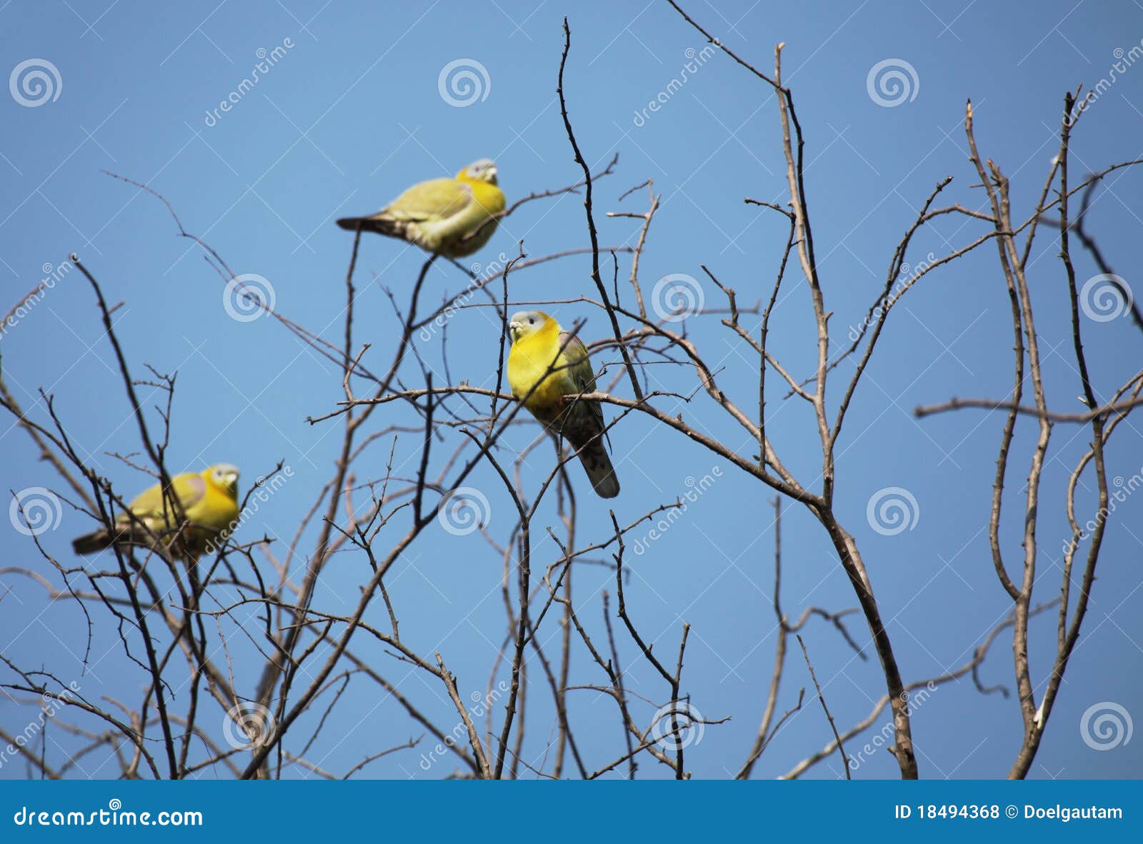 Pombos Verdes Footed Amarelos Foto de Stock - Imagem de amarelo, azul ...