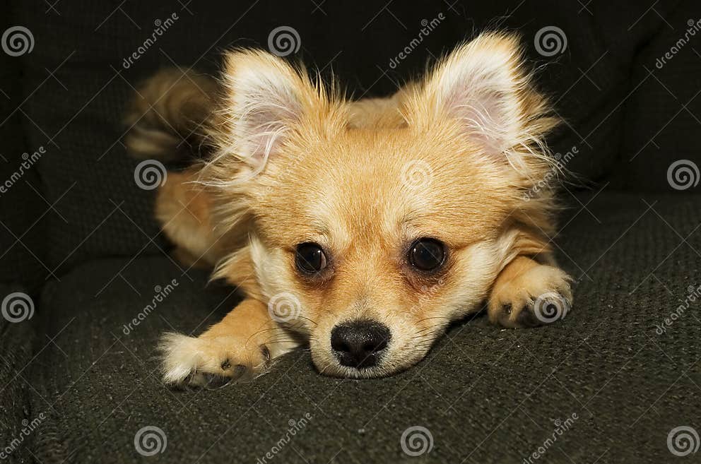 Pomchi Look stock photo. Image of breed, cute, pomeranian - 690644