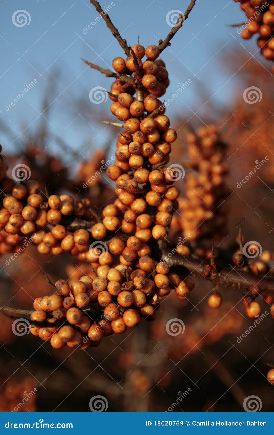 Pome fruit of hawthorn. stock image. Image of season - 18020769