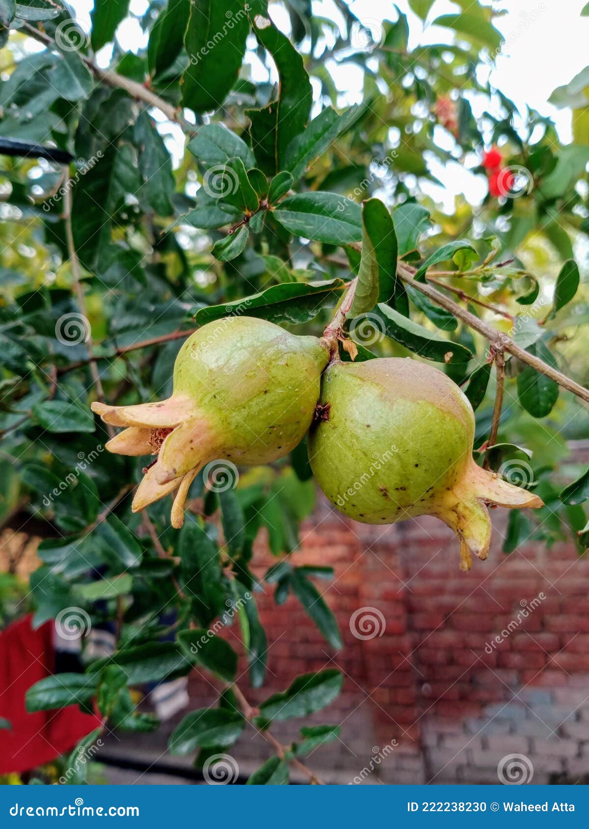 Pomegarnate furite stock photo. Image of plant, fruit - 222238230