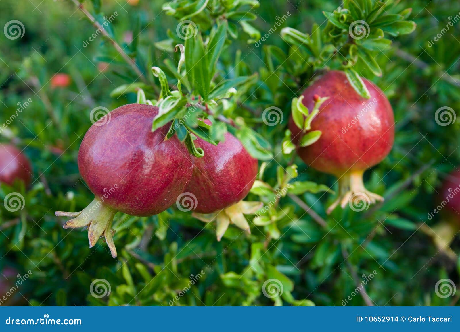 Pomegranate stock photo. Image of leaf, foliage, life - 10652914
