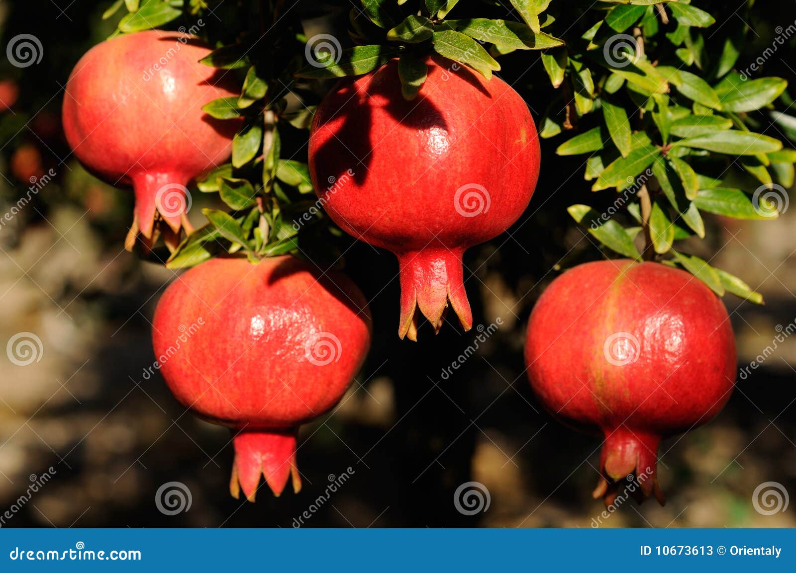Pomegranate stock image. Image of juice, tasty, field - 10673613