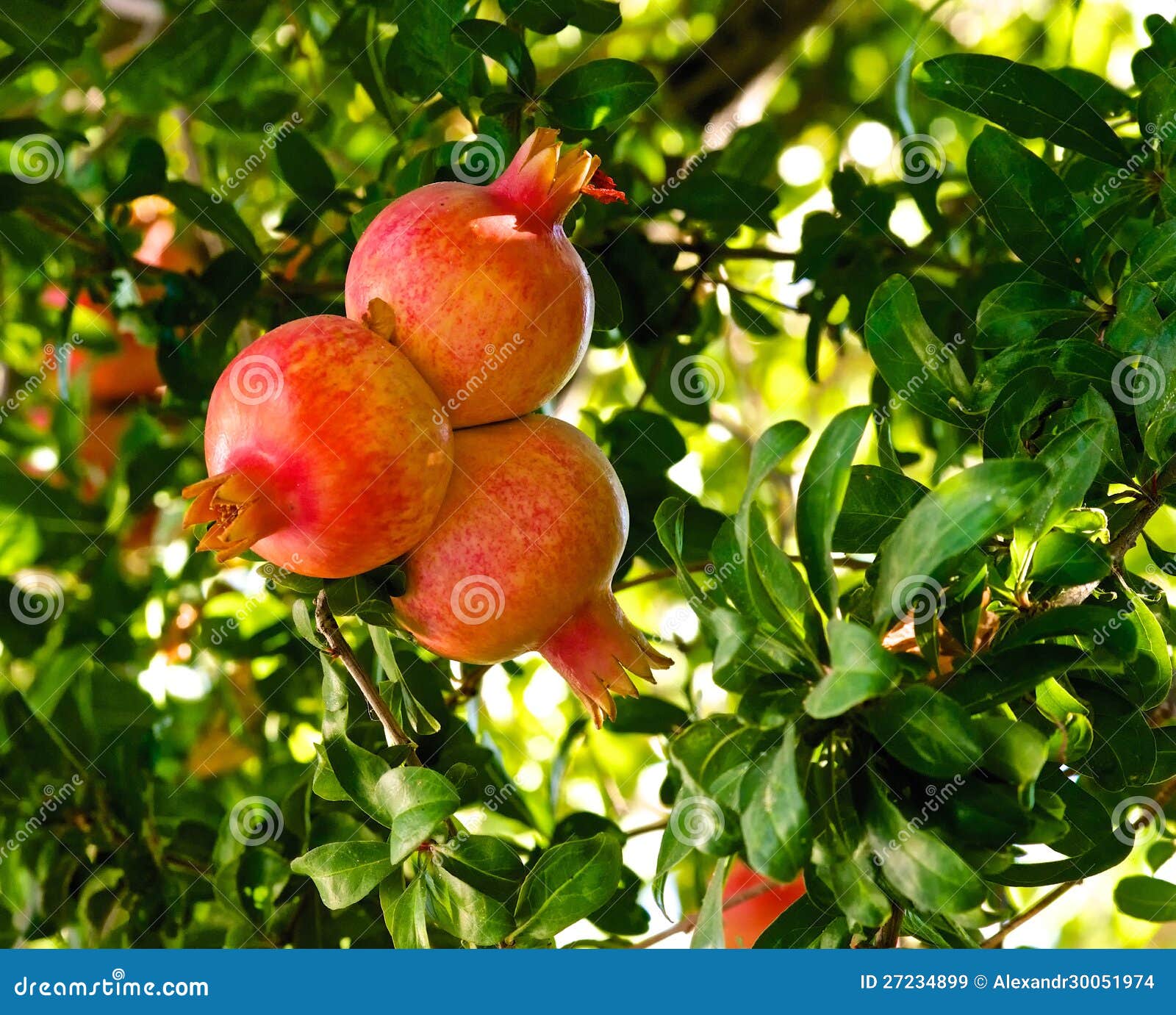 Pomegranate. stock image. Image of tree, green, pomegranate - 27234899