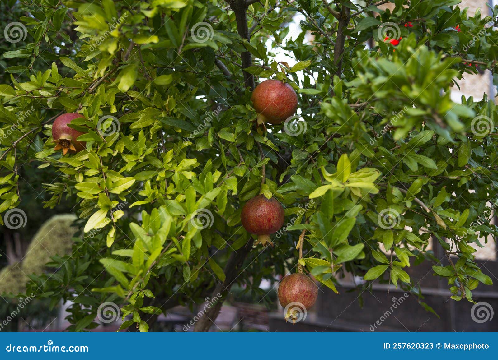 Pomegranate Apples on the Green Tree Stock Image - Image of garden ...
