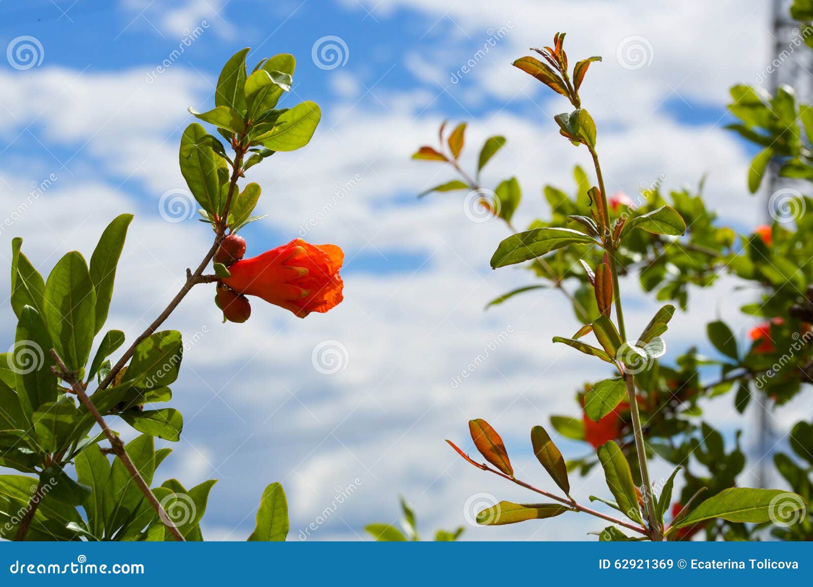 Pomegranate blossom stock image. Image of twig, cloud - 62921369