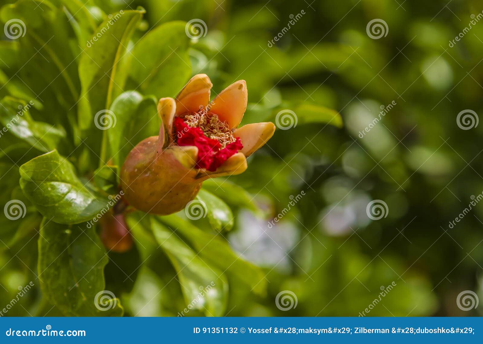 Pomegranate in Blossom in Botanica Stock Photo - Image of gardening ...