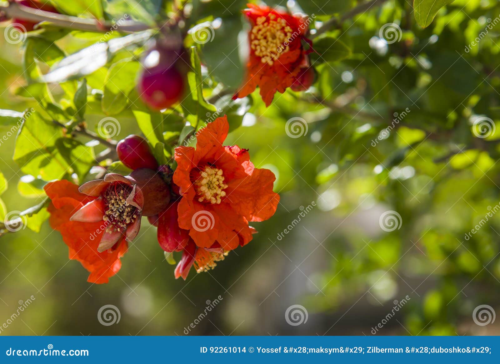 Pomegranate in Blossom in Botanica Stock Photo - Image of branch ...