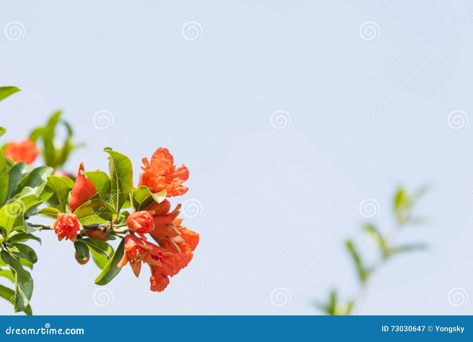 Pomegranate blossom stock image. Image of petal, spring - 73030647