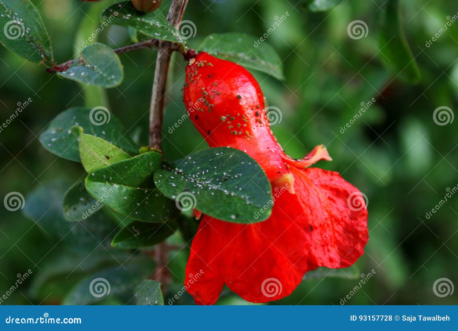Pomegranate blossom stock photo. Image of fruit, occupation - 93157728