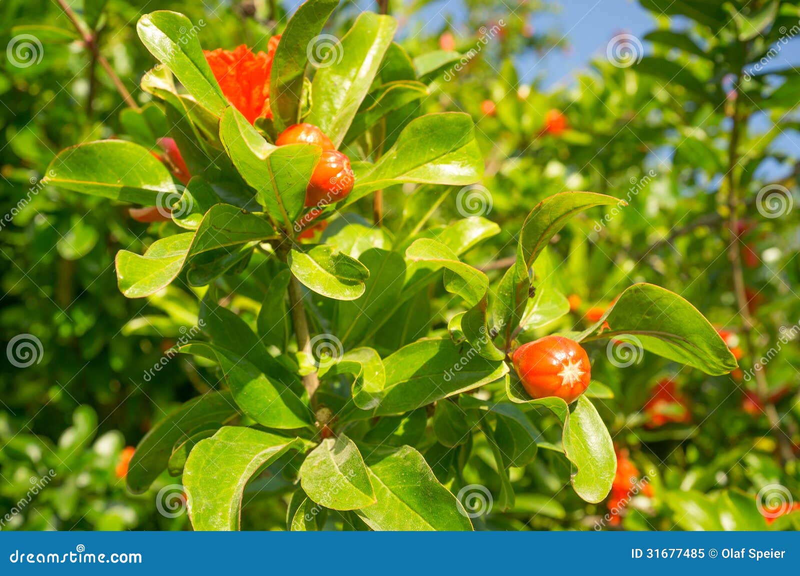 Pomegranate blossom stock image. Image of frame, bloom - 31677485