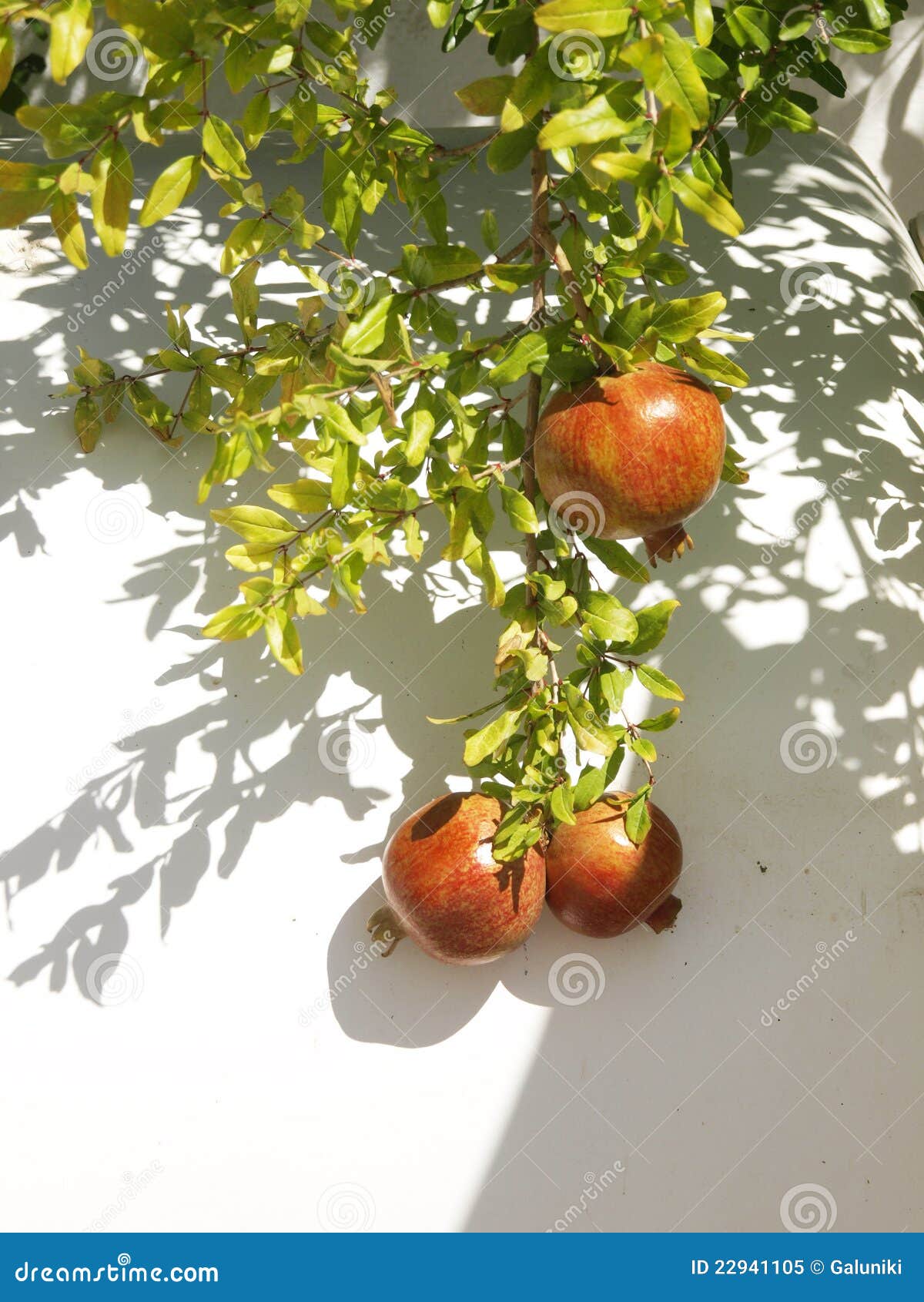 Pomegranate branch stock image. Image of white, food - 22941105