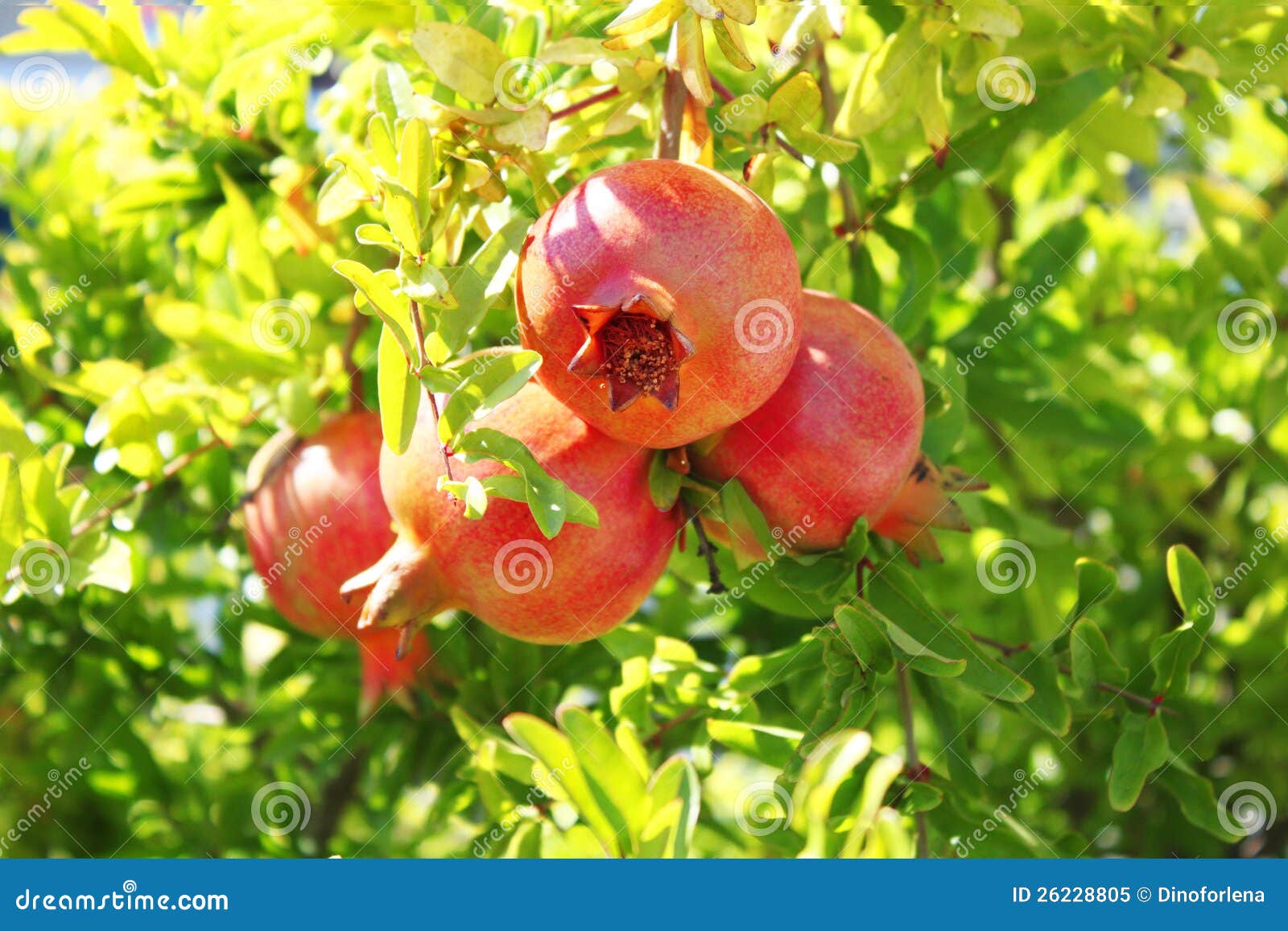 Pomegranate on branch stock image. Image of light, juicy - 26228805