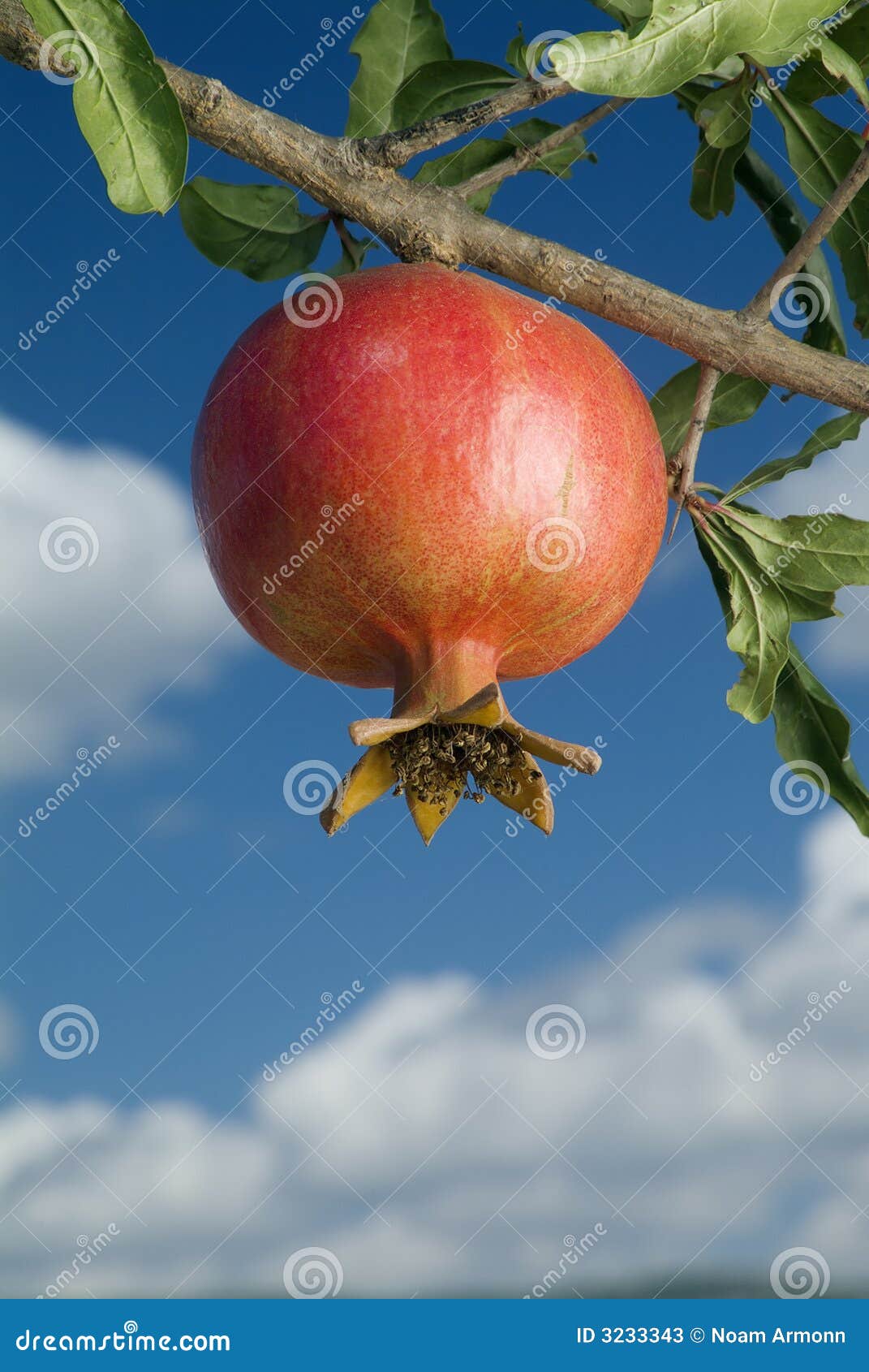 Pomegranate on branch stock image. Image of fall, closeup - 3233343