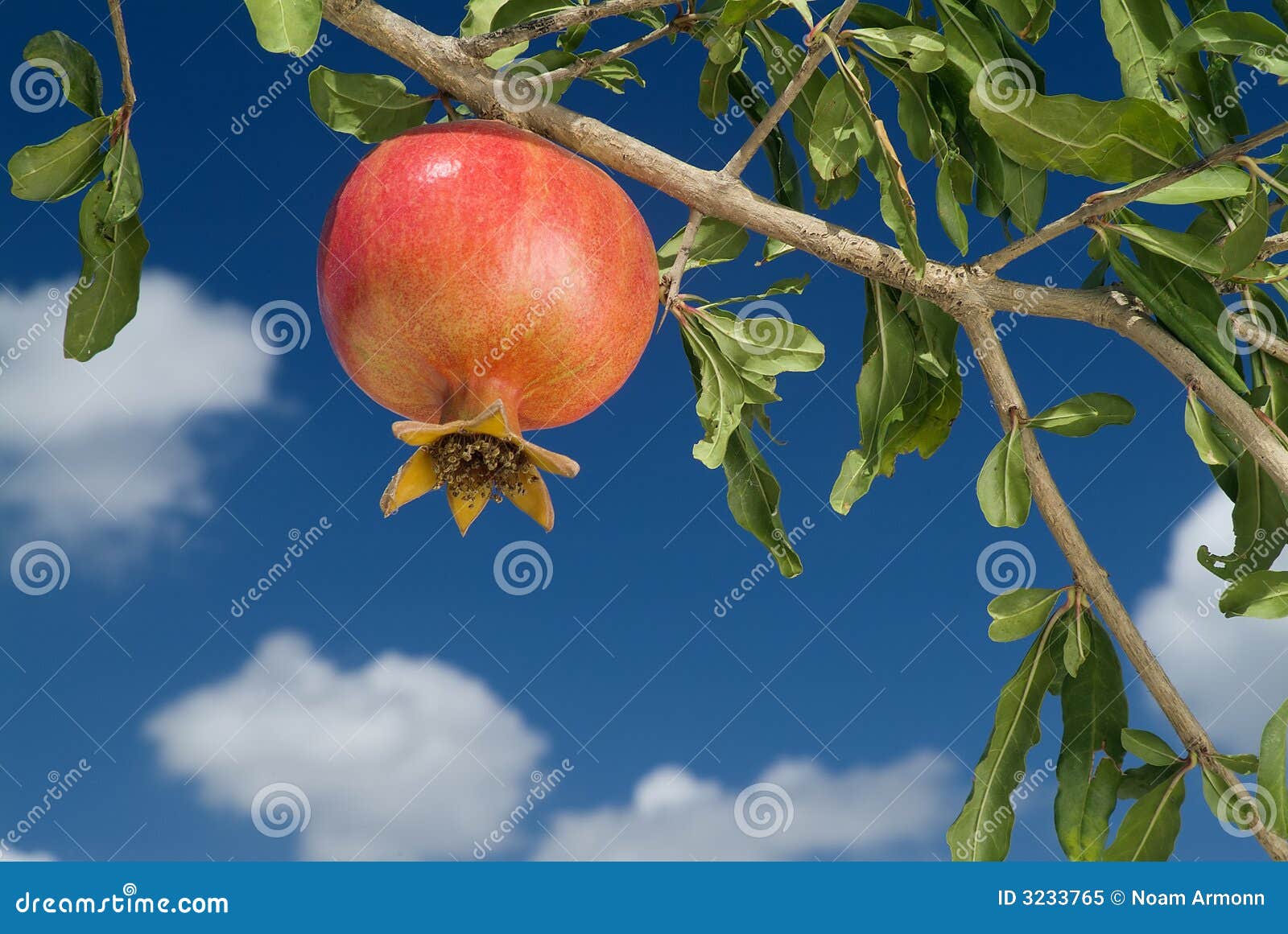 Pomegranate on branch stock image. Image of antioxidant - 3233765