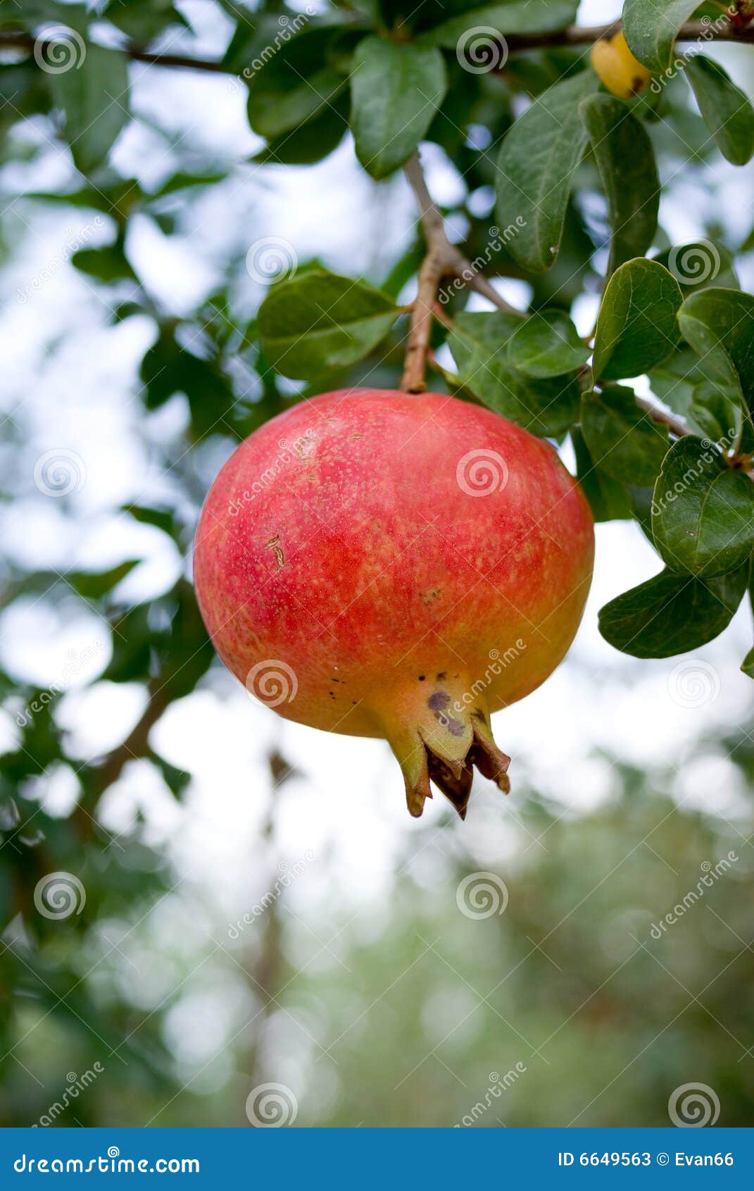 Pomegranate on branch stock image. Image of plant, vertical - 6649563