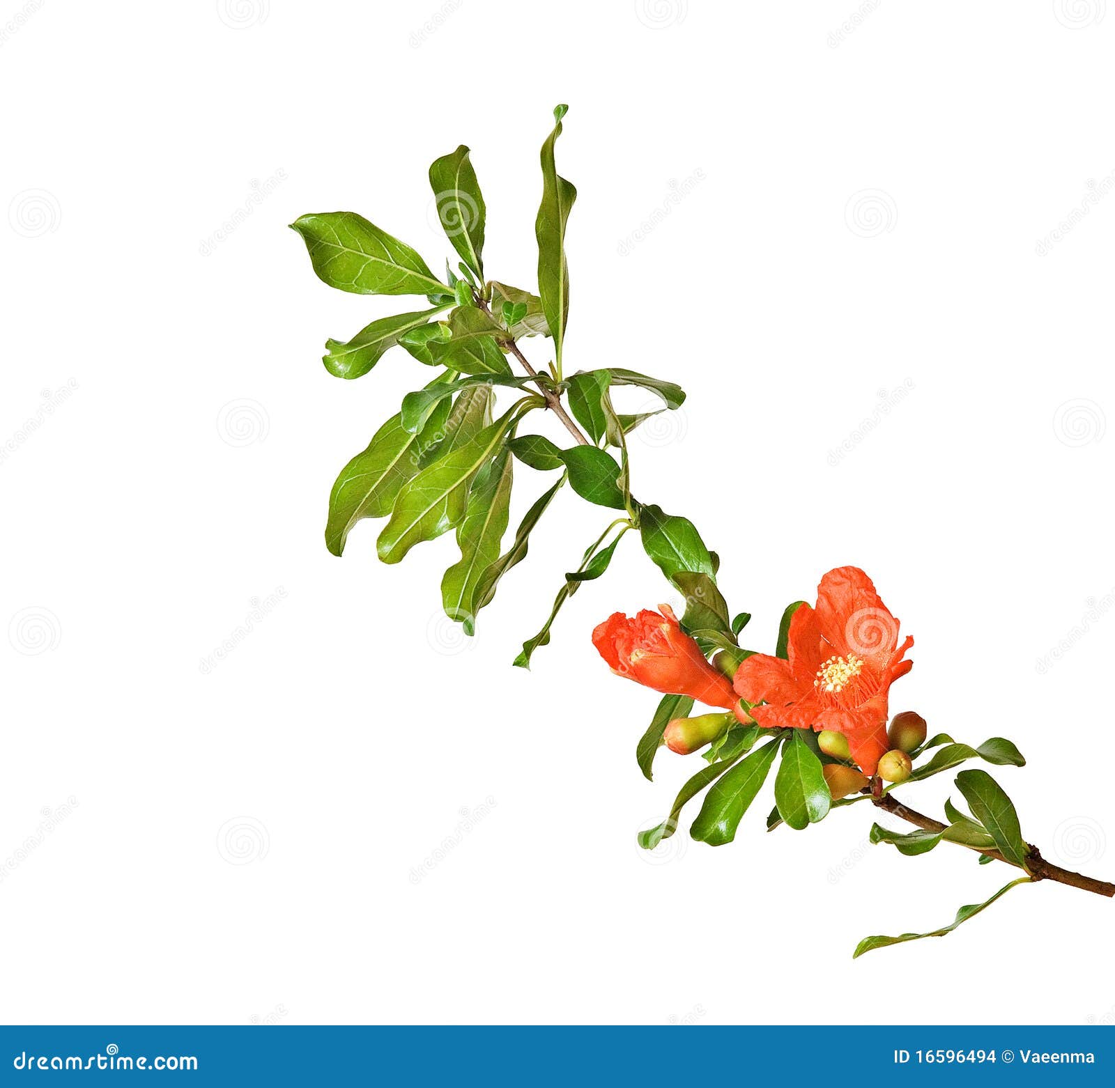 Pomegranate Branch with Flowers Stock Photo - Image of pomegranate ...