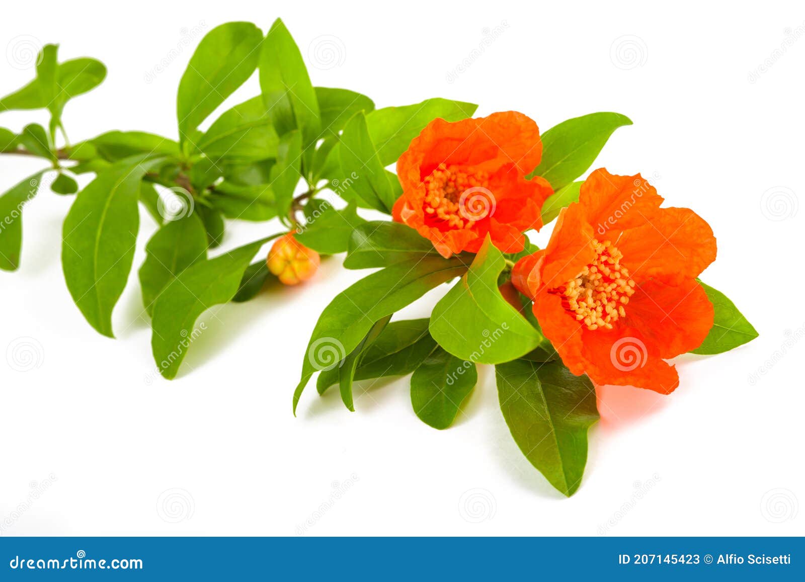 Pomegranate Branch with Flowers Stock Image - Image of delicious, flora ...