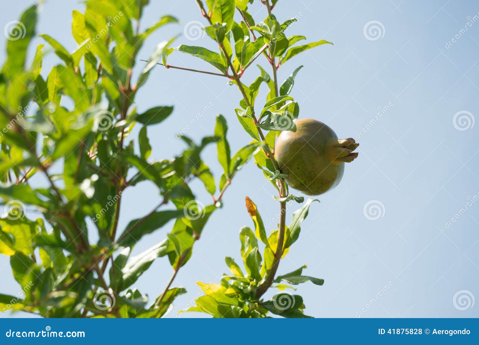 Pomegranate branch stock photo. Image of landscape, rural - 41875828