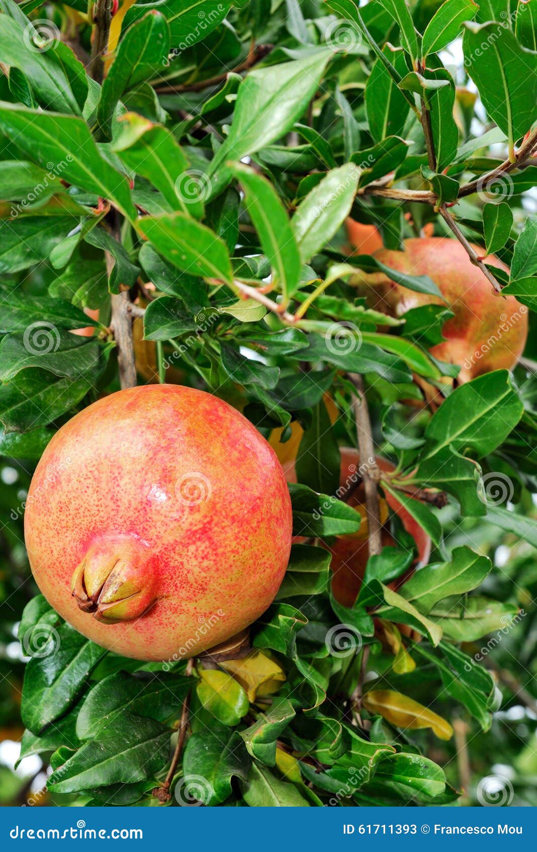 Pomegranate on the branch stock image. Image of colorful - 61711393