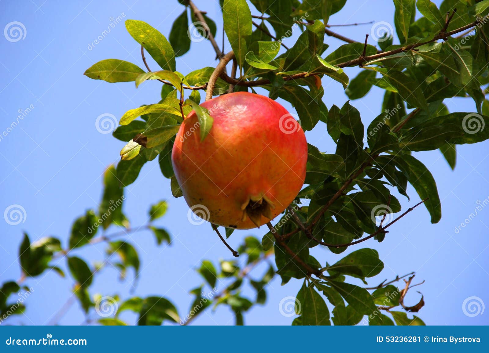 Pomegranate on branch. stock image. Image of branch, tree - 53236281