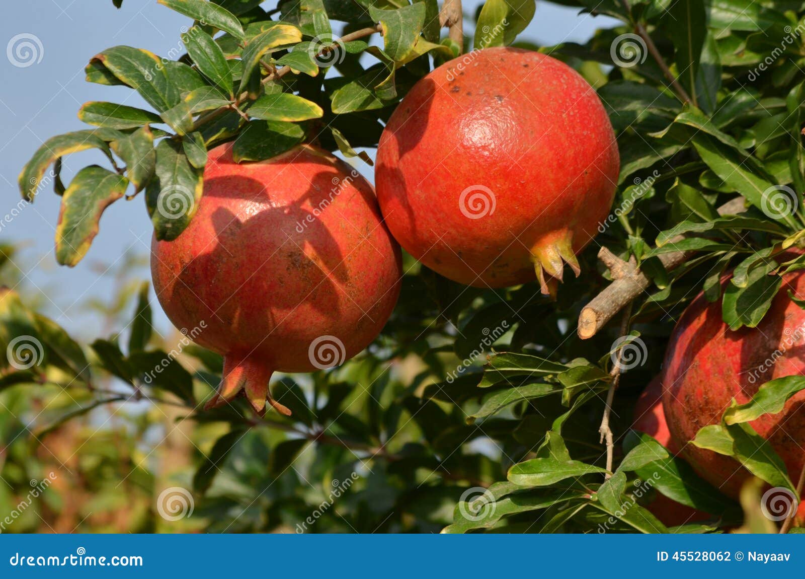 Pomegranate stock photo. Image of grains, cultivation - 45528062