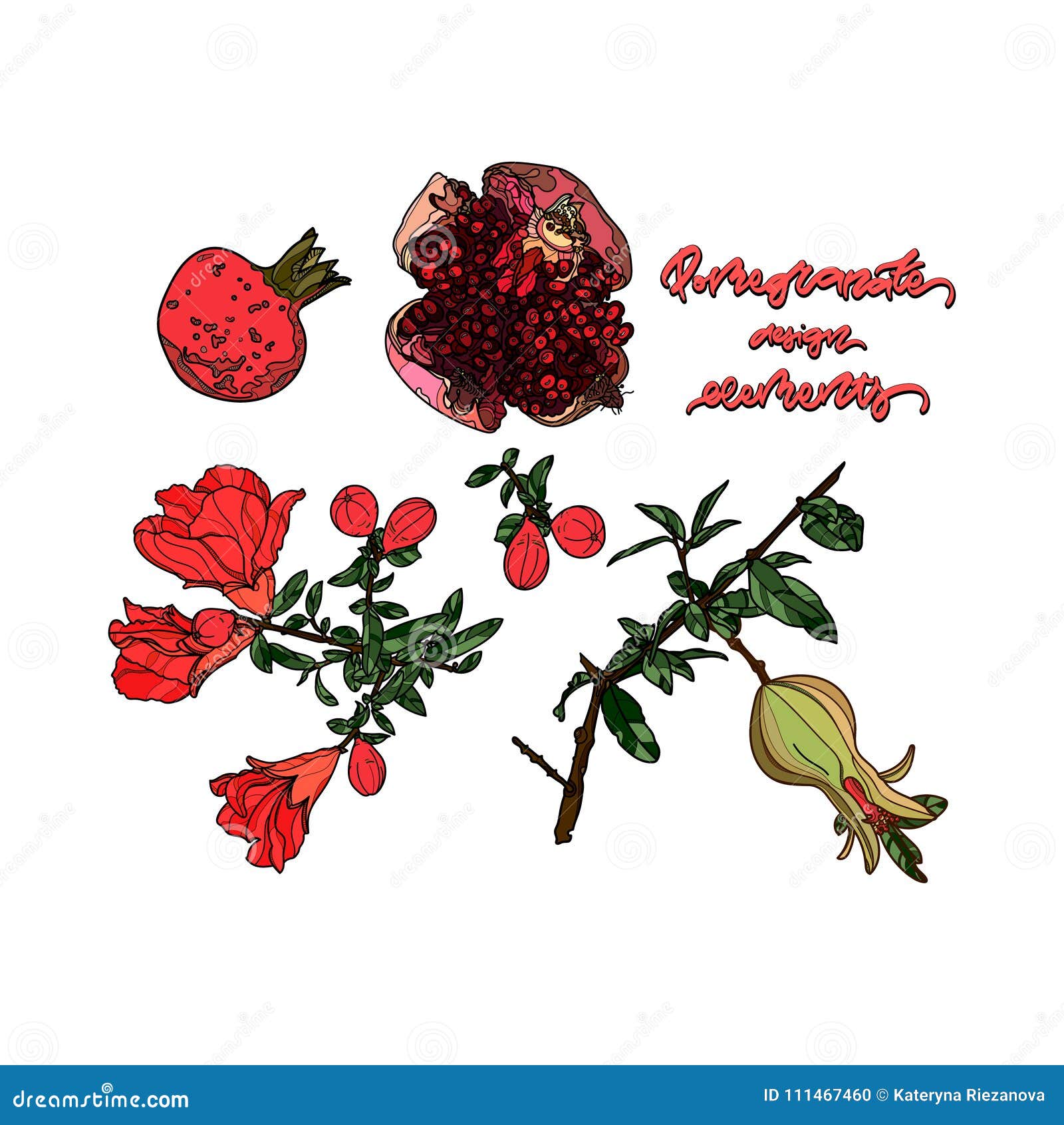 Pomegranate Design Elements. Stock Vector - Illustration of juicy ...