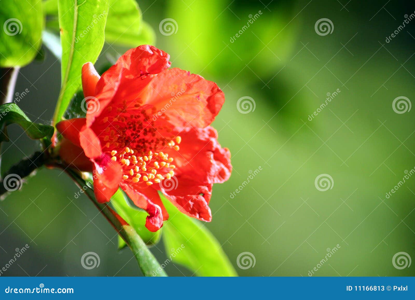 Pomegranate flower stock image. Image of petals, green - 11166813