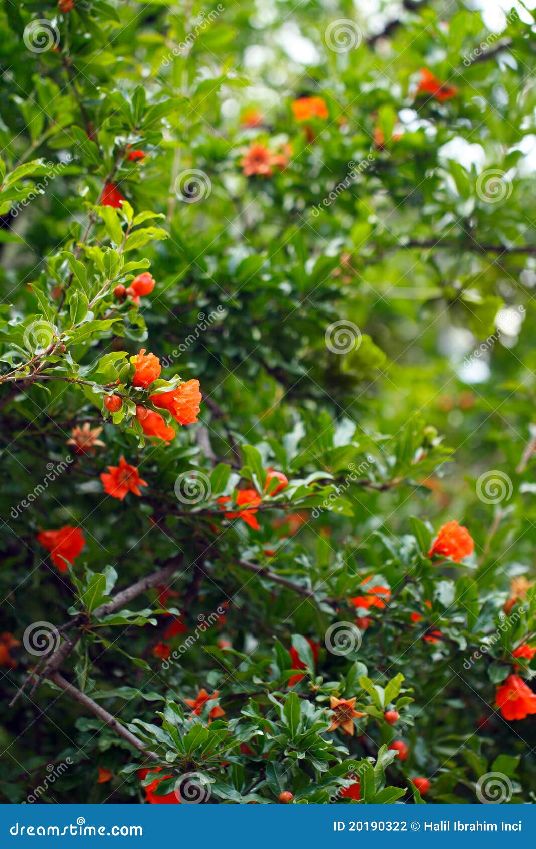Pomegranate flower stock photo. Image of food, forest - 20190322