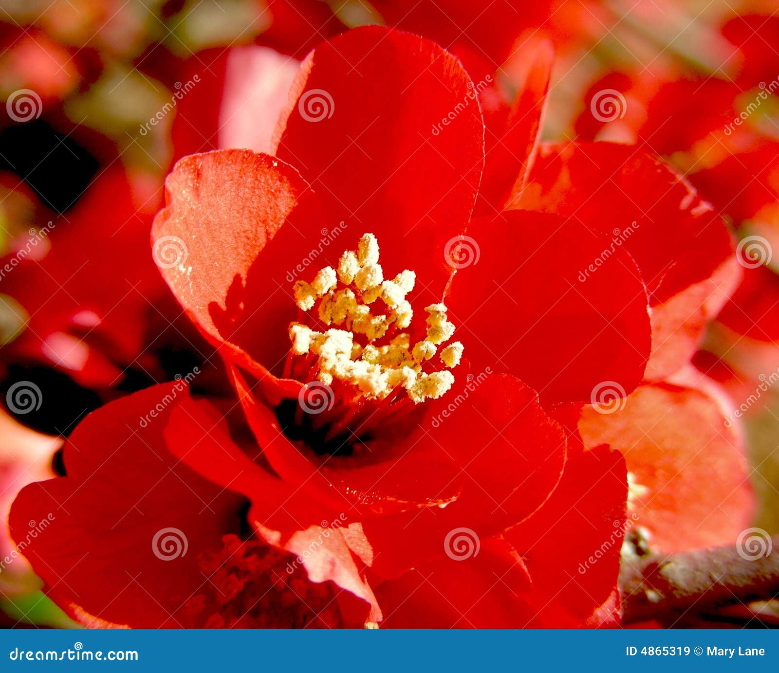 Pomegranate Flower stock image. Image of floral, flower - 4865319