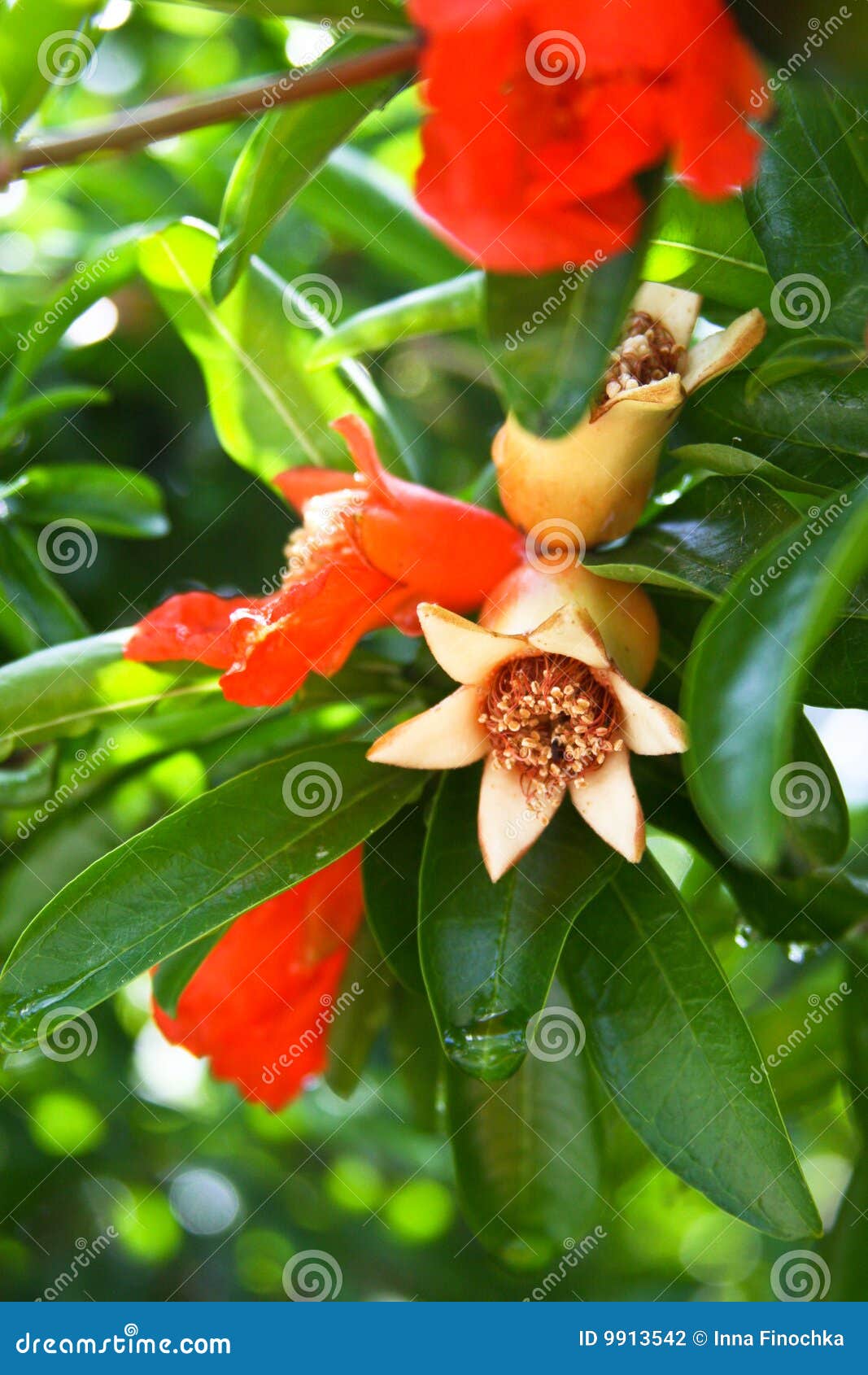 Pomegranate flower stock photo. Image of july, crop, ground - 9913542