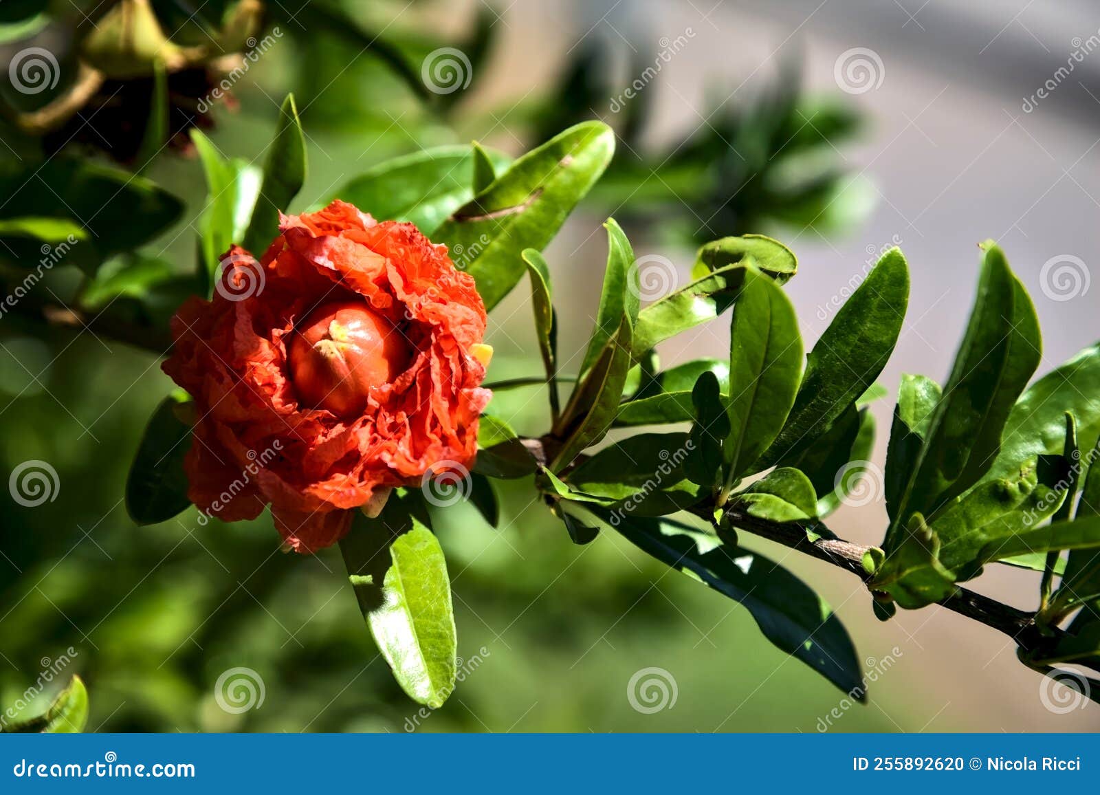 Pomegranate Flower on a Branch Seen Up Close Stock Photo - Image of ...