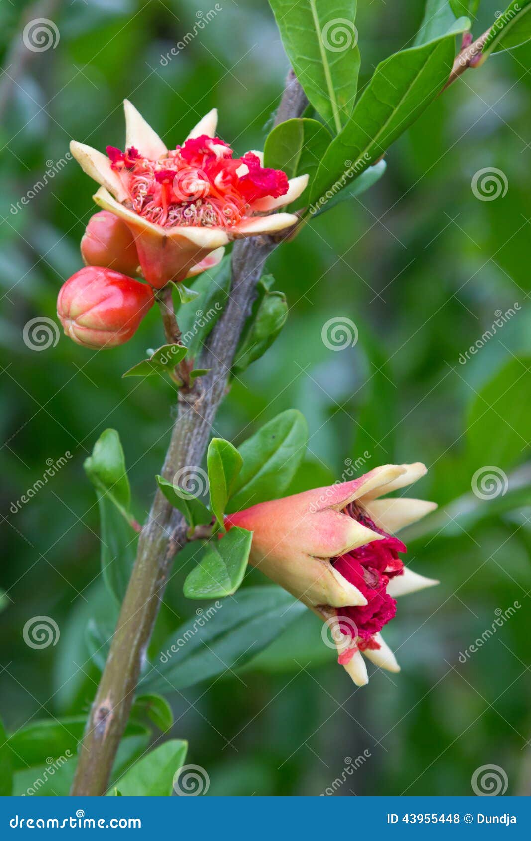Pomegranate flower stock photo. Image of natural, background - 43955448