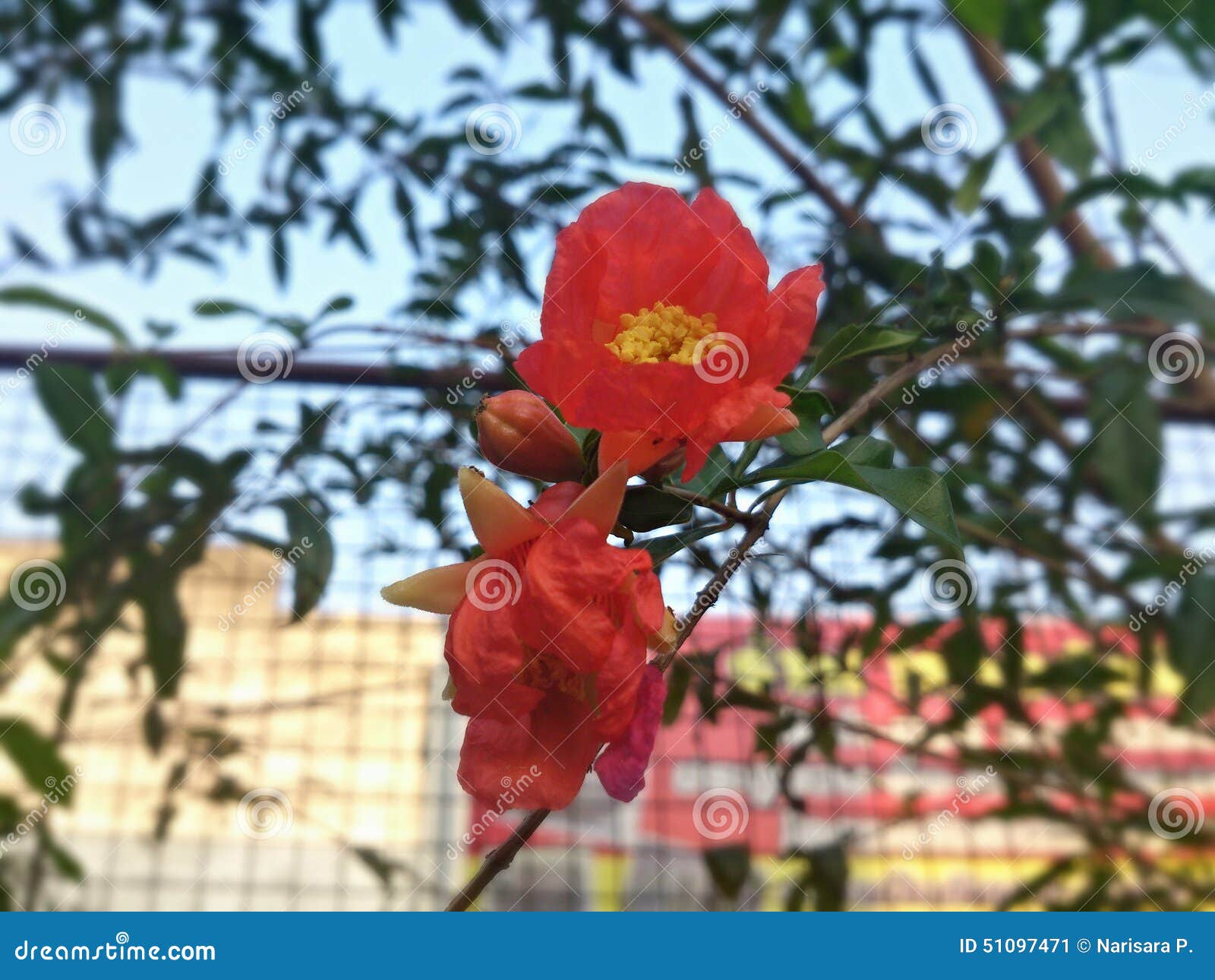 Pomegranate Flower stock image. Image of blossom, flowers - 51097471