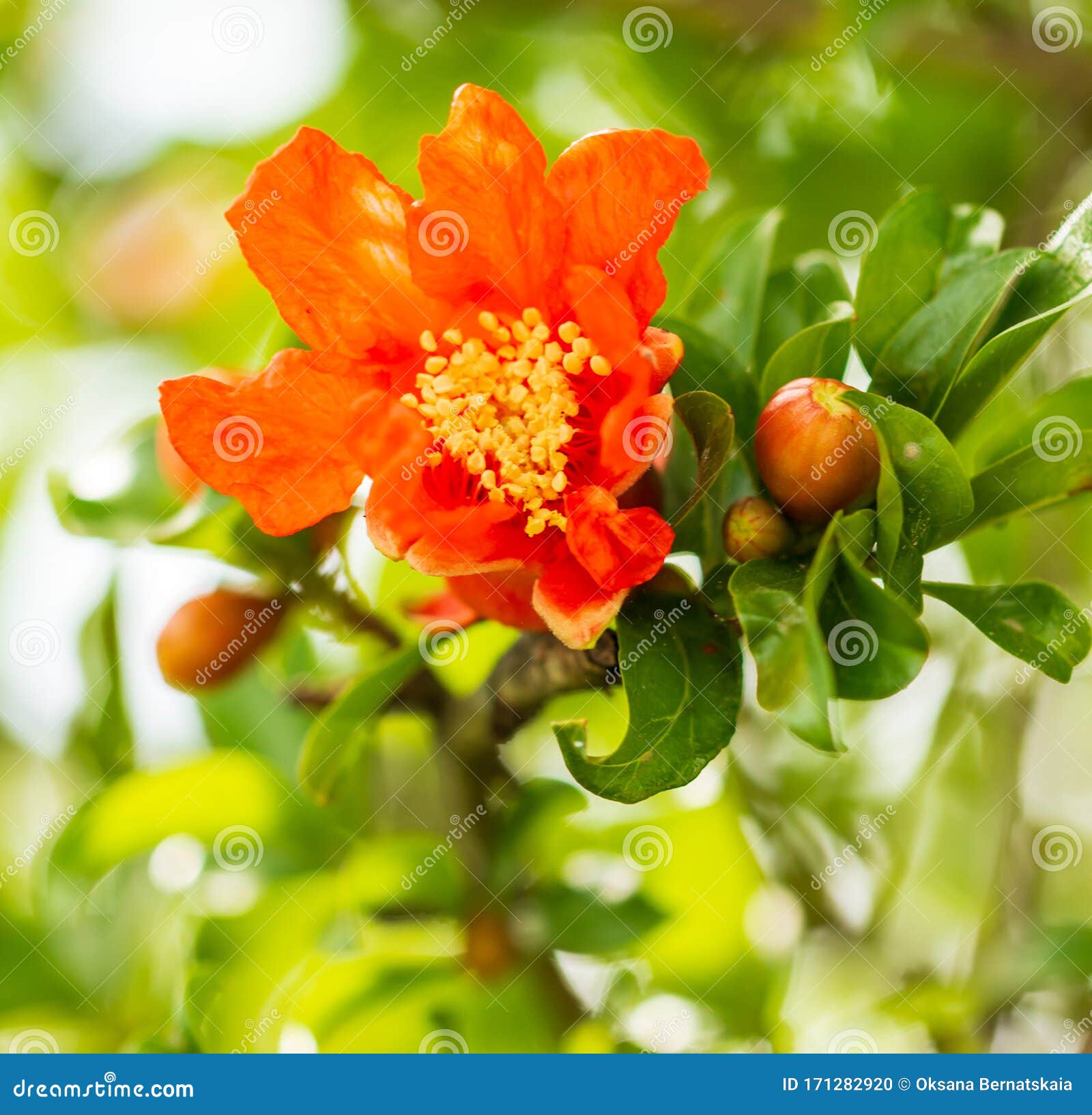 Pomegranate Flowers on the Branch Stock Photo - Image of pomegranate ...