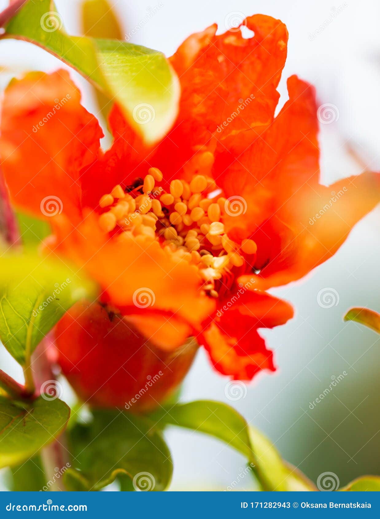 Pomegranate Flowers on the Branch Stock Image - Image of branch, spring ...