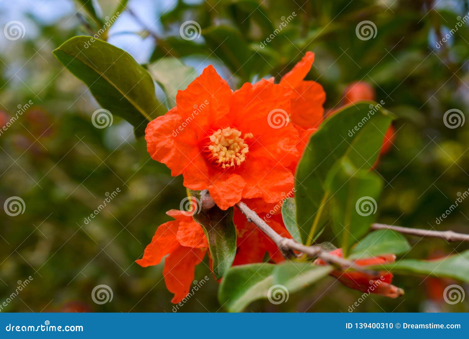Pomegranate Flowers on Green Branches Stock Photo - Image of botanical ...