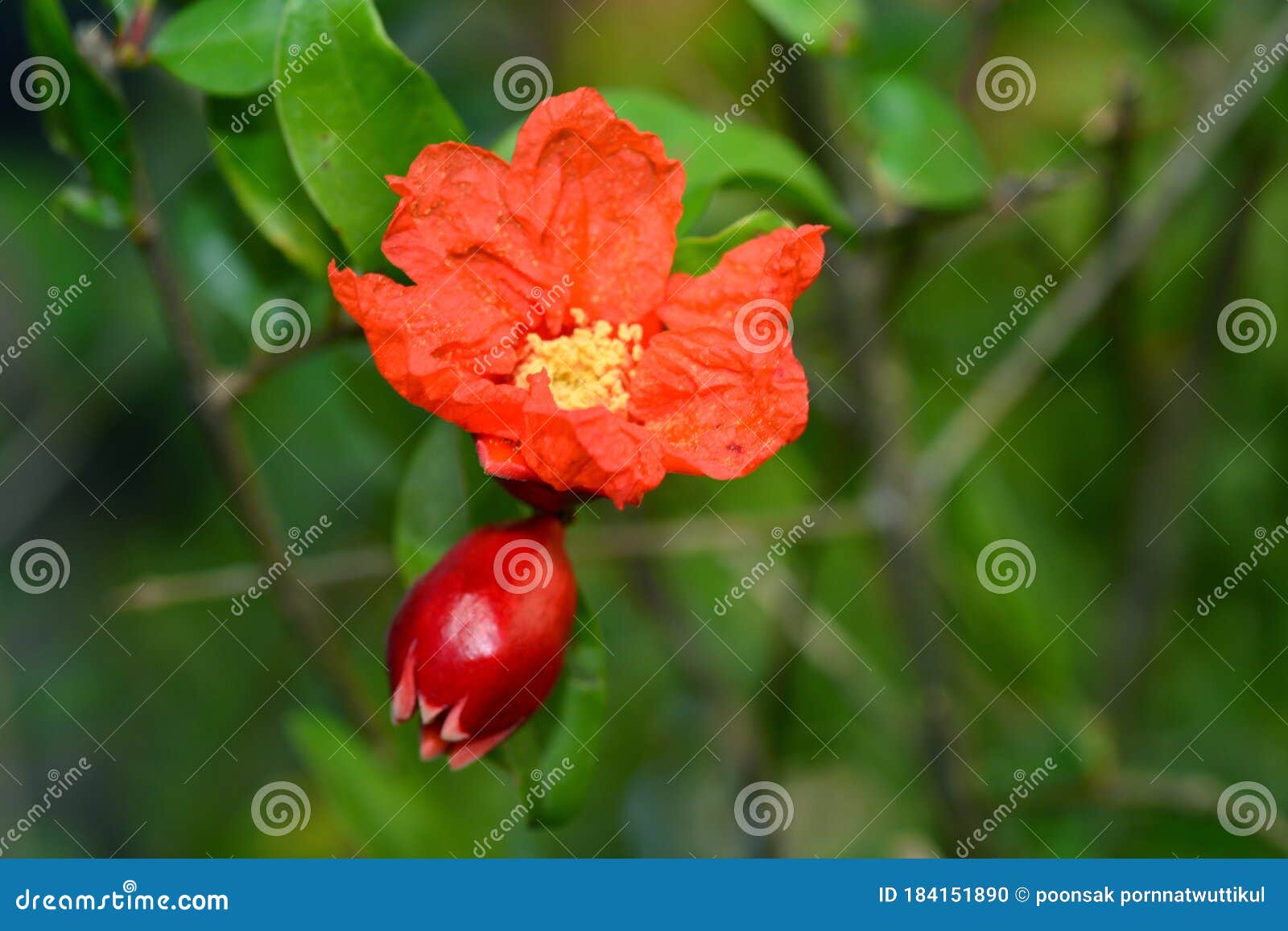 Pomegranate Flowers or Punica Granatum Flowers Stock Photo - Image of ...