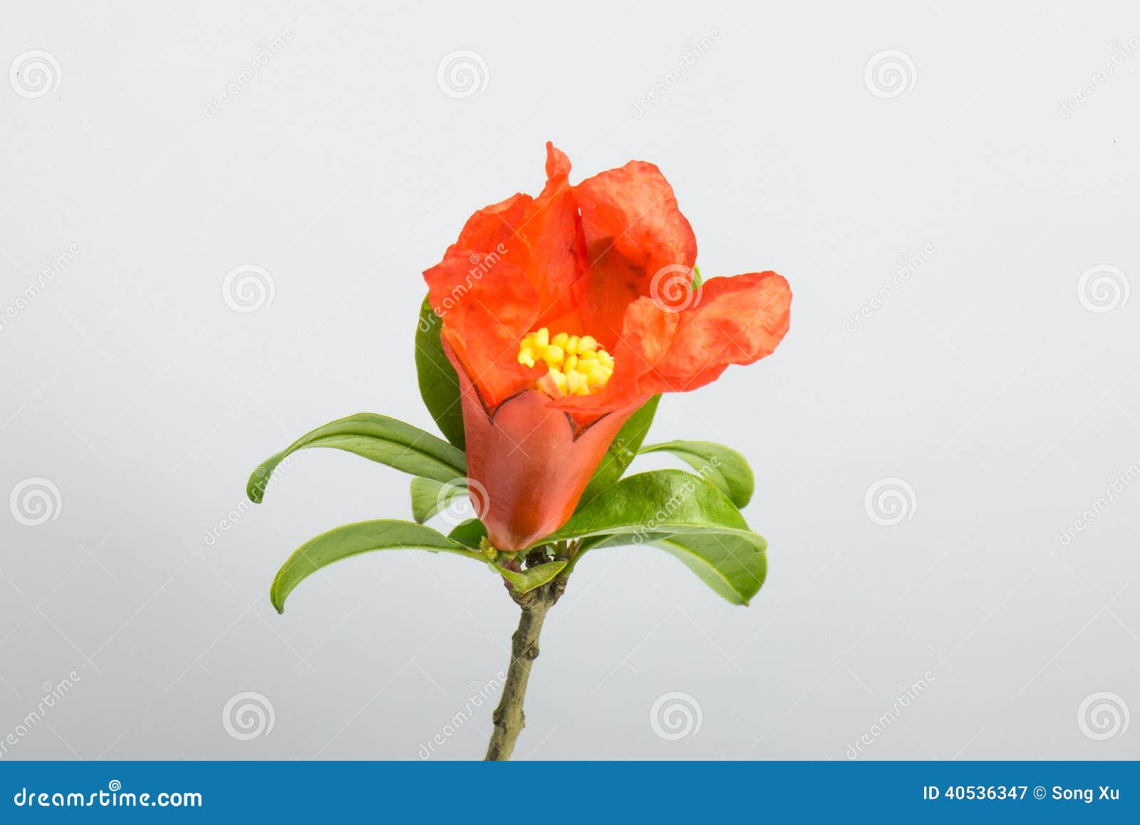 Pomegranate flowers stock image. Image of petals, plants - 40536347
