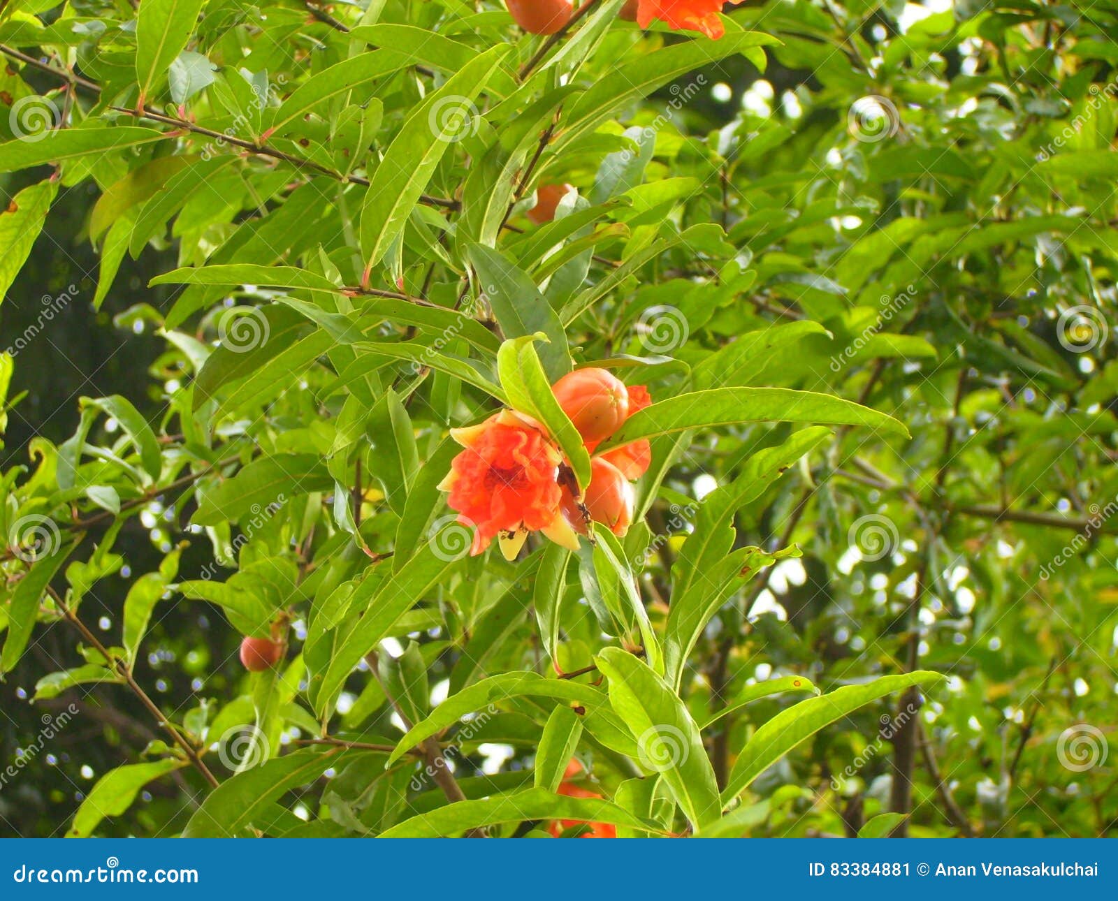 Pomegranate Flowers on Tree Stock Image - Image of time, country: 83384881